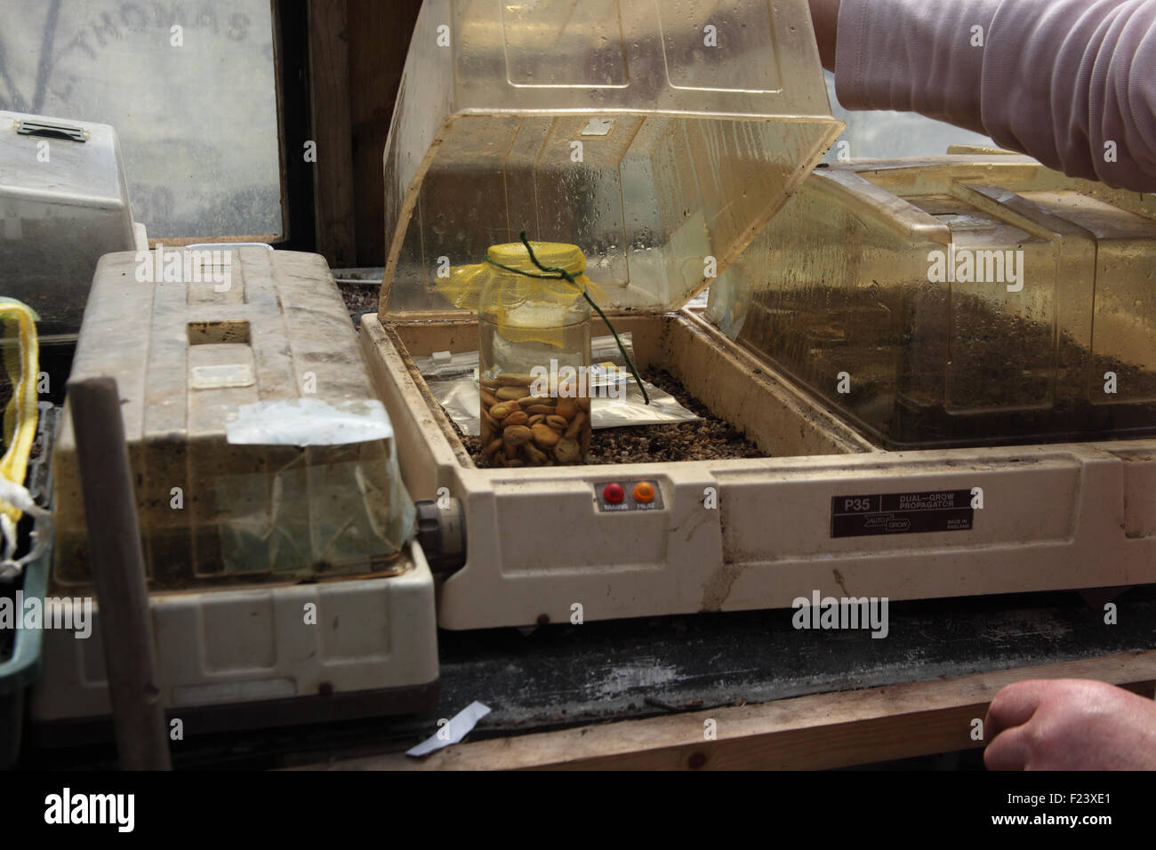 Pre germinating large seeds step 5 place the jar in a propagator set at ...