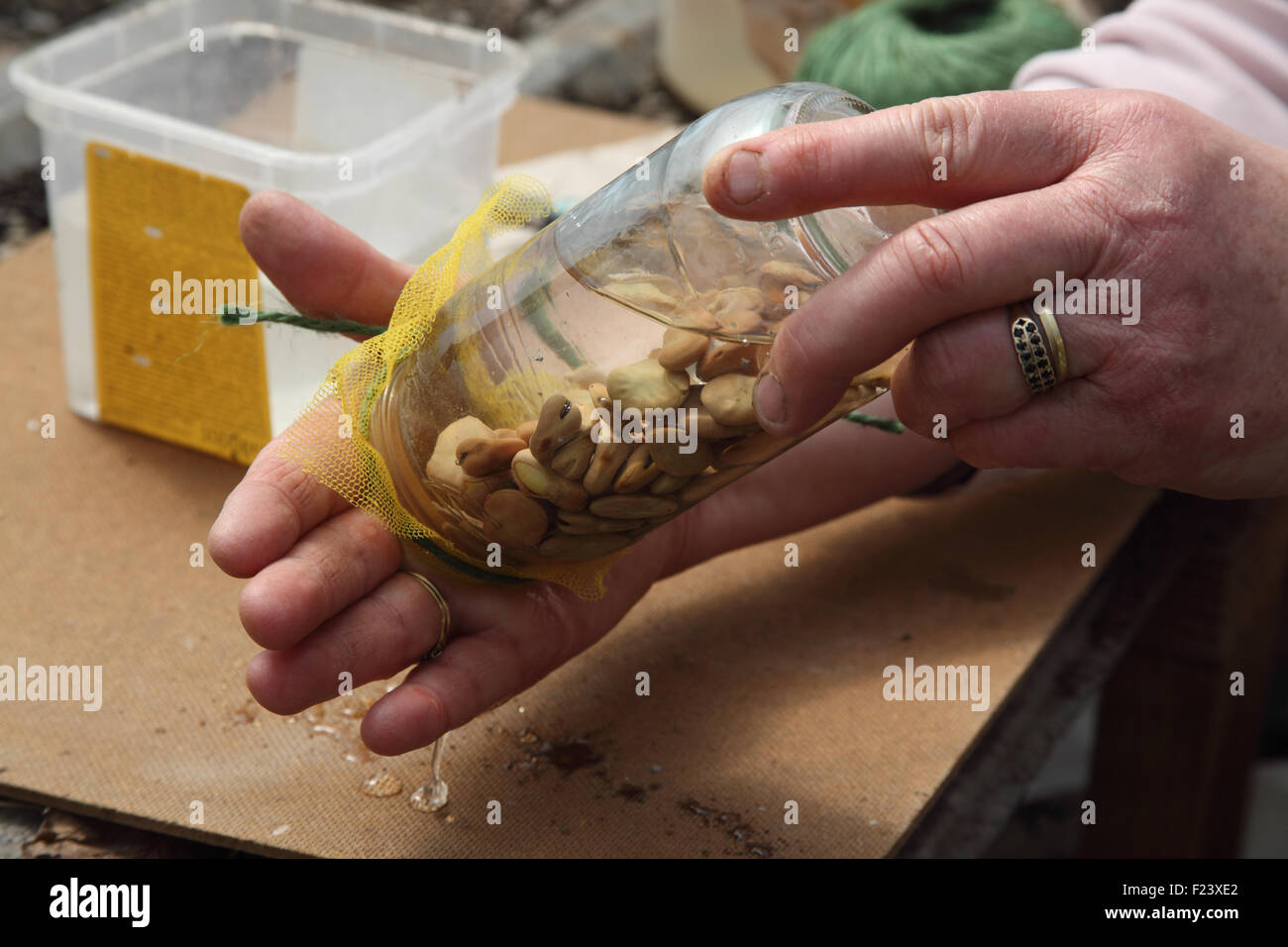 Pre germinating large seeds step 6 invert the jar to mix the seds and ...