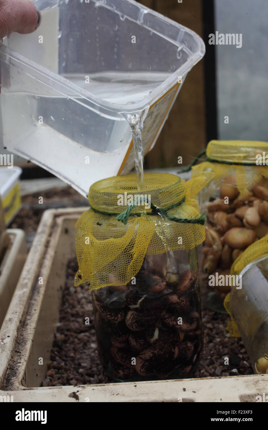 Pre germinating large seeds runner beans step 5 washing the germinating ...