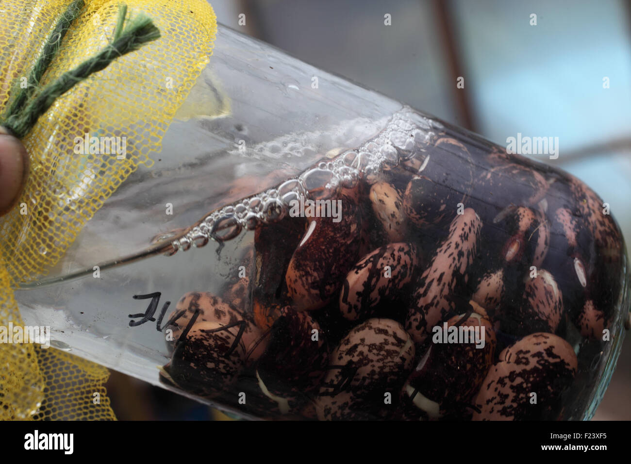 Pre germinating large seeds runner beans step 6 rinsing the seeds Stock ...