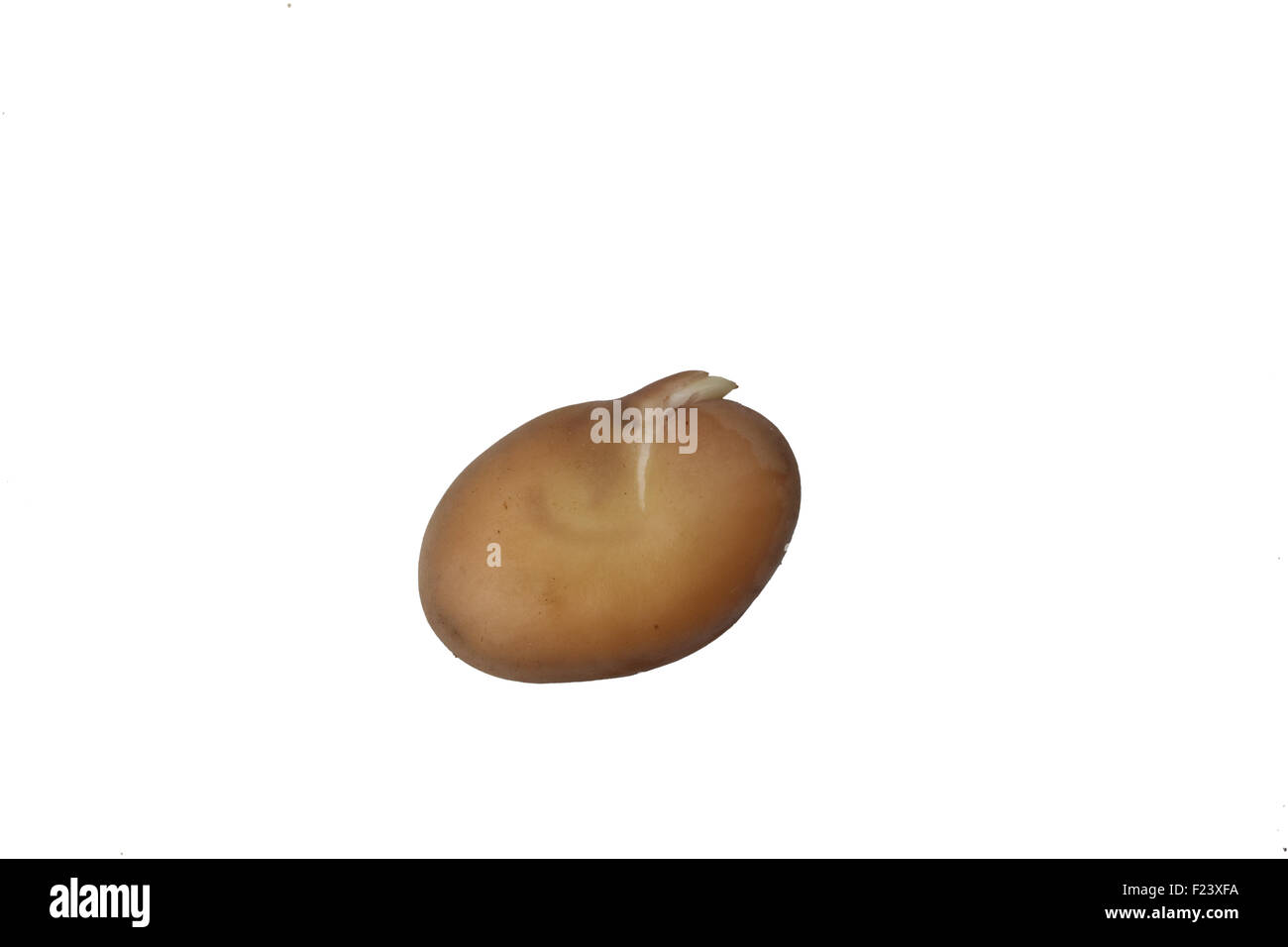 Pre germinated broad bean seed after 2 days testa has split and root is ...