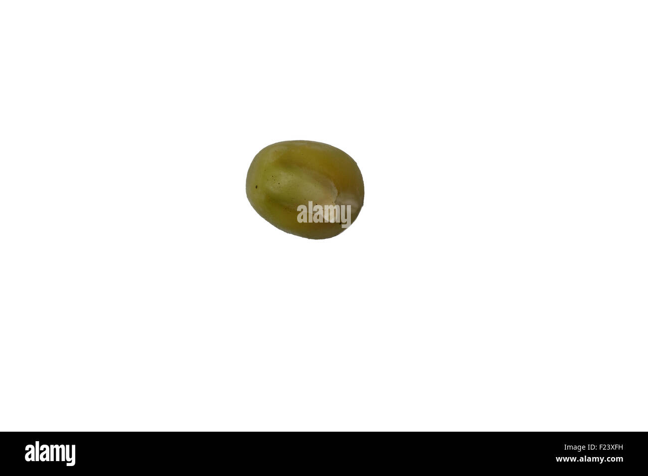 Pre germinated pea seed showing developing root Stock Photo - Alamy
