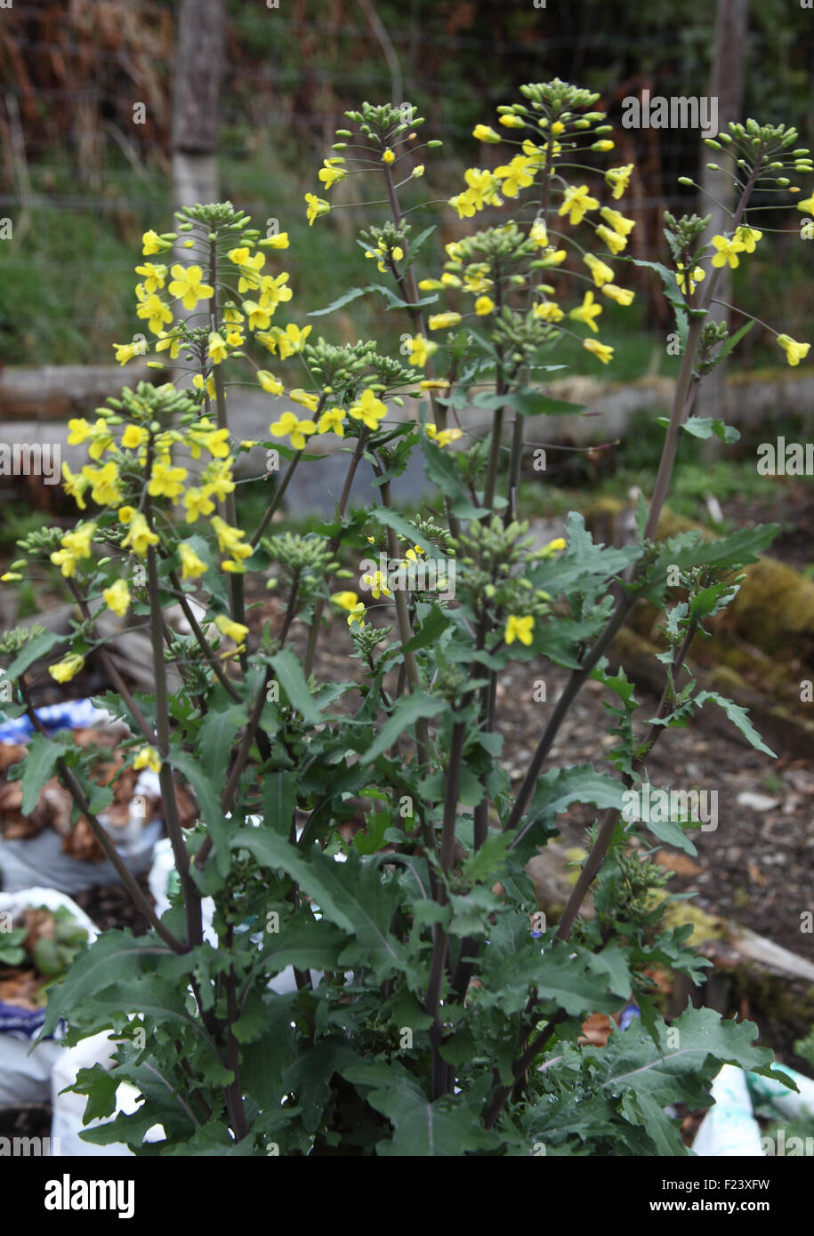 Brassica oleracea Russian Kale plant in flower Stock Photo - Alamy