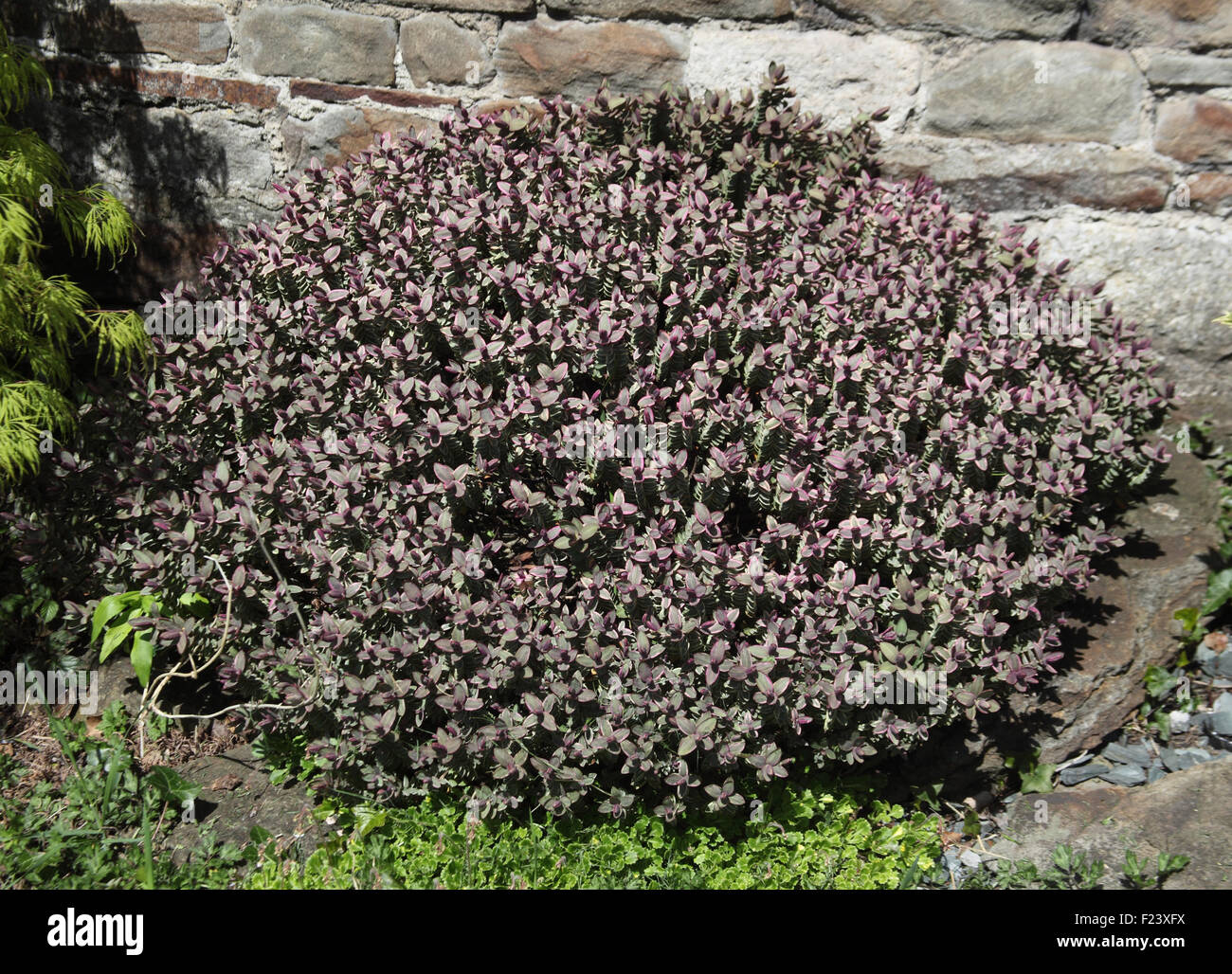Hebe 'Red Edge' shrub in flower Stock Photo - Alamy