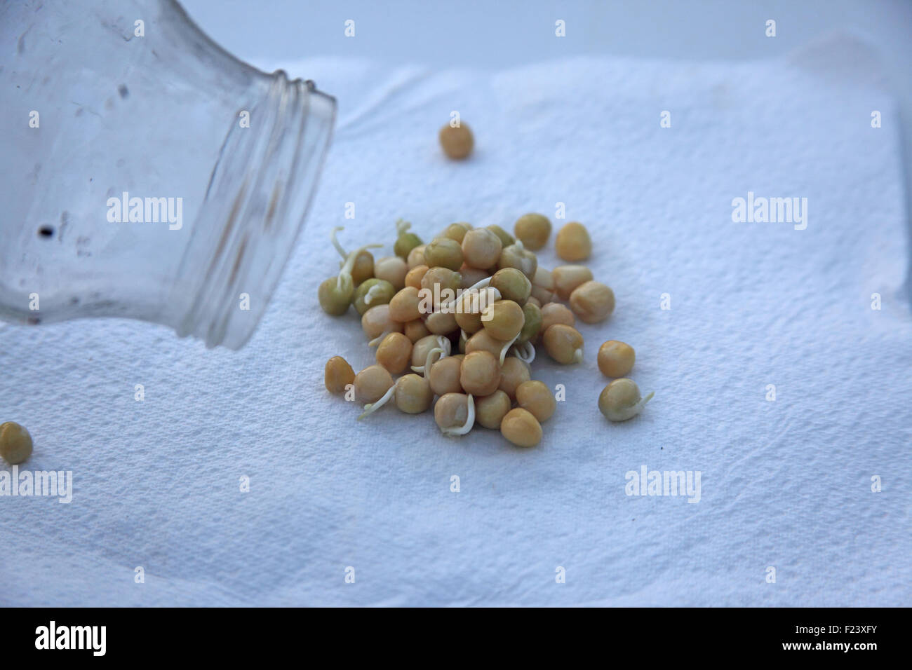 Pre germinated peas after 2 days the roots are about 1cm long Stock ...