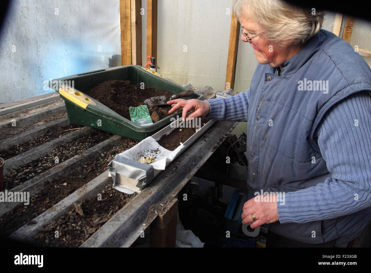 Planting pre germinated pea seeds step3 space out the seeds about 5cms ...