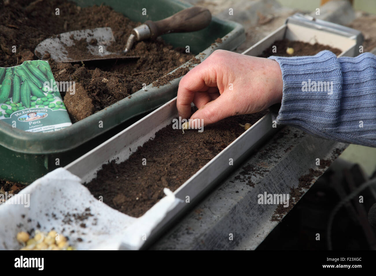Planting pre germinated pea seeds step3 place the seeds on the soil ...