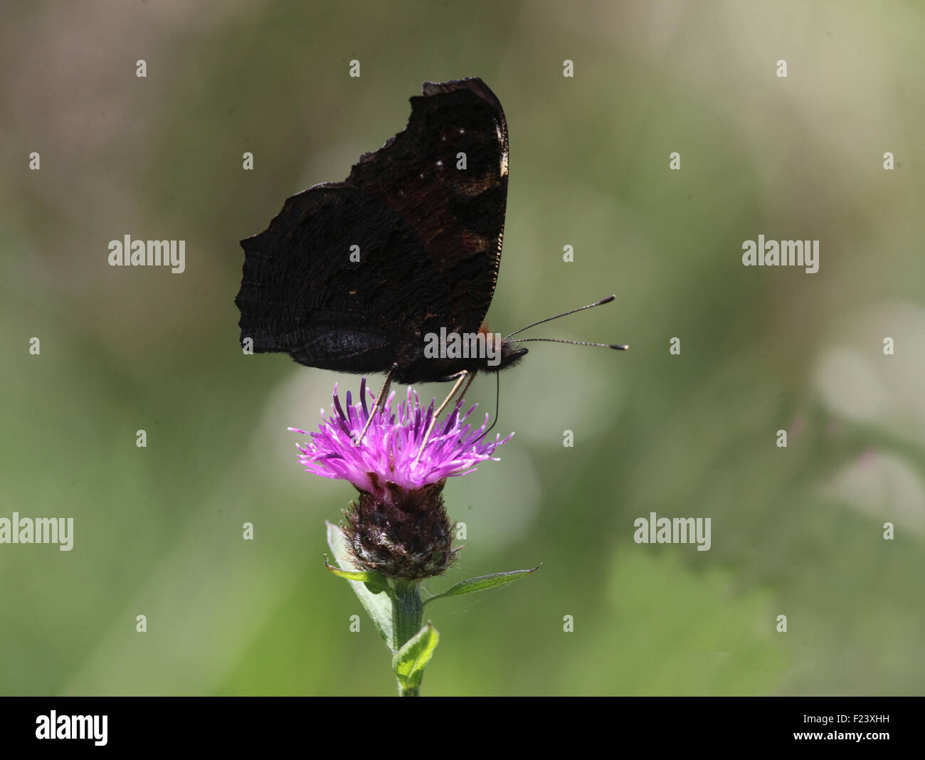 peacock Inachis io taking nectar from knapweed flower Carmarthenshire ...