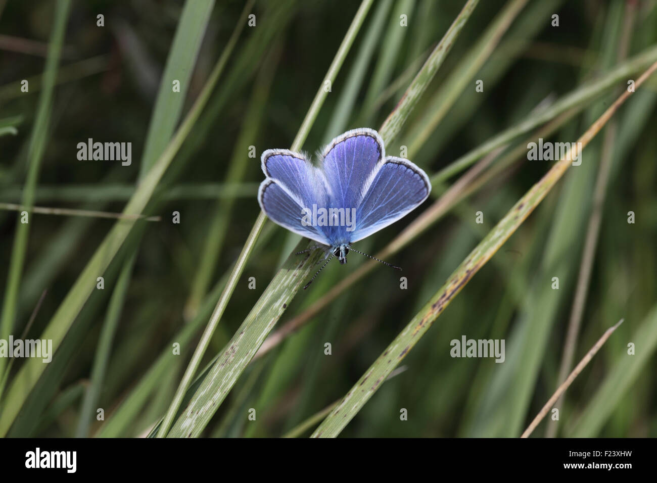 Icaris hi-res stock photography and images - Alamy
