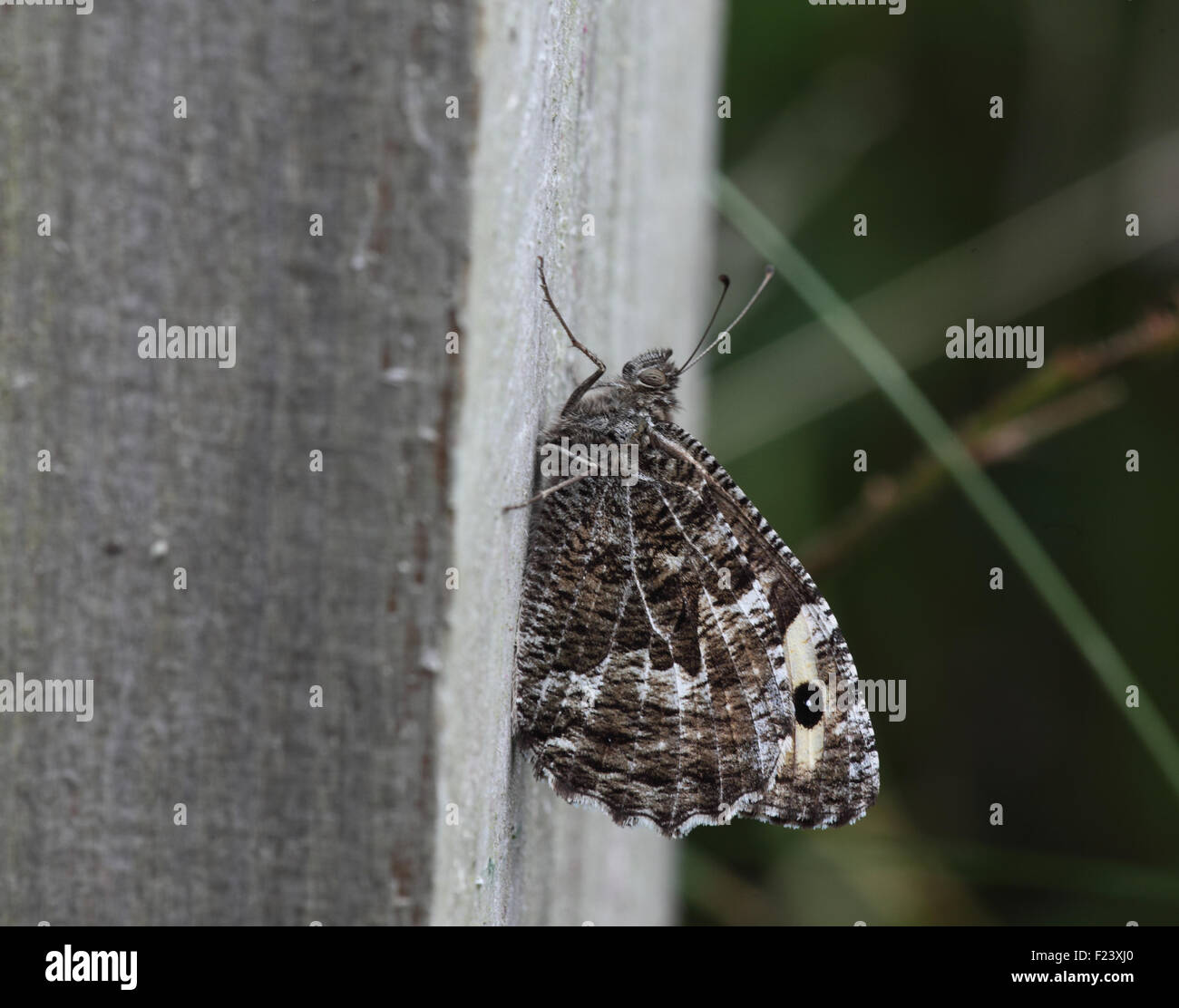 Hipparchia hi-res stock photography and images - Alamy