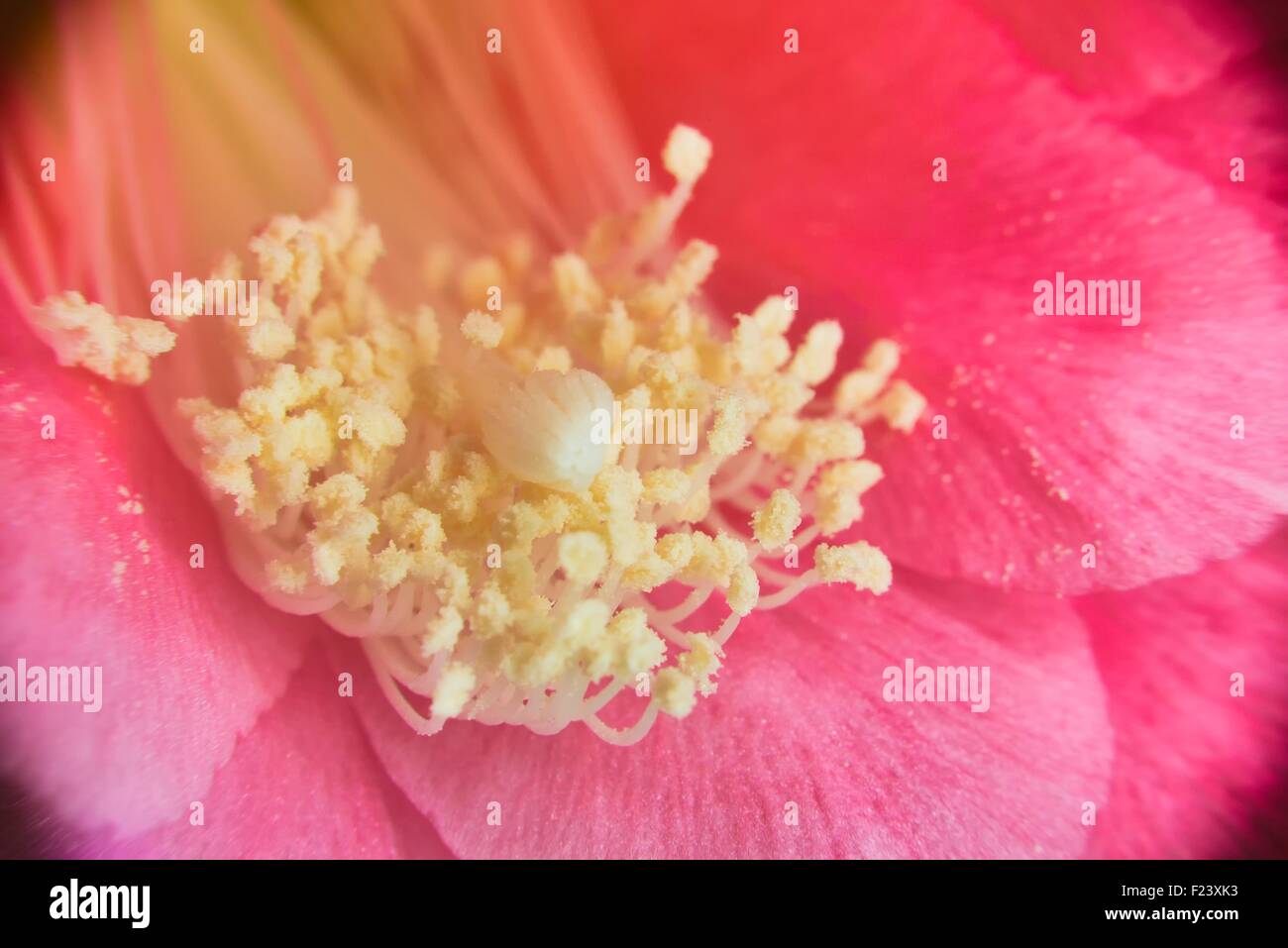 Zoomed image of flowers hi-res stock photography and images - Alamy