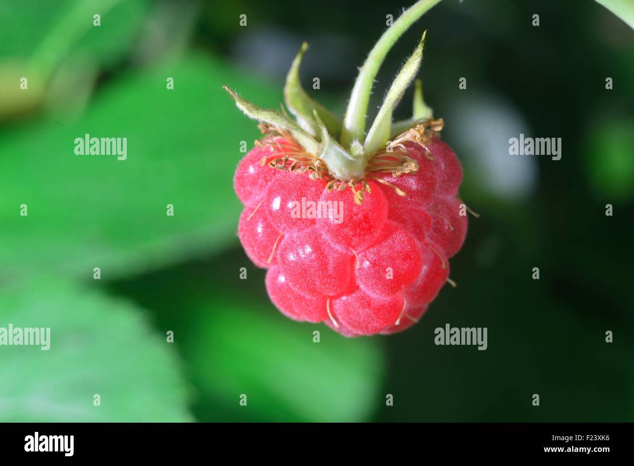 one red close-up perfect raspberry on branch Stock Photo - Alamy