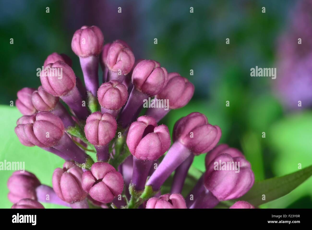 lilac buds (macro zoomed purple lilac flowers Stock Photo - Alamy