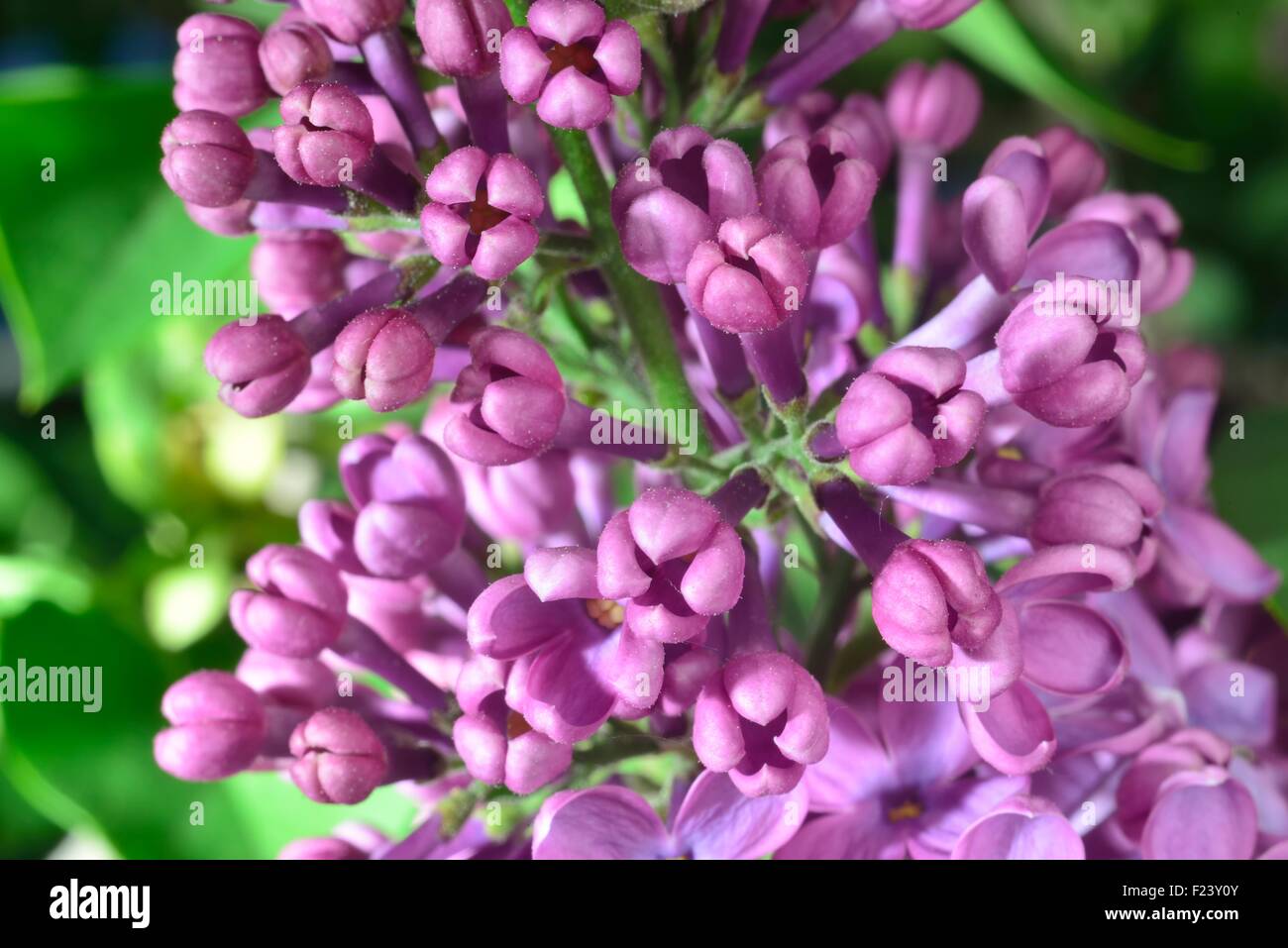 lilac buds (macro zoomed purple lilac flowers Stock Photo - Alamy