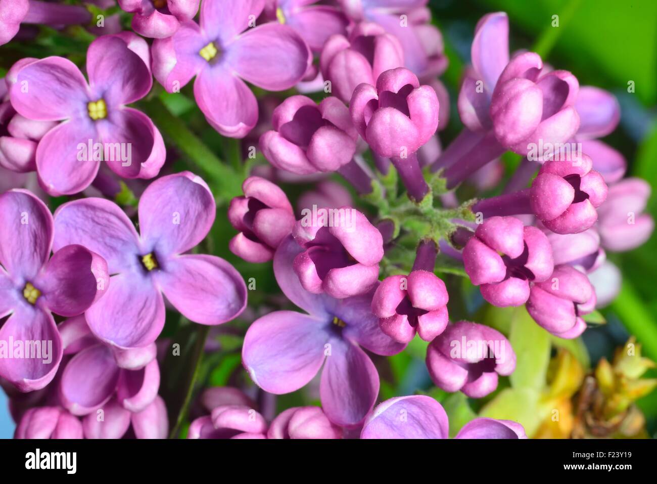 Lilac buds hi-res stock photography and images - Alamy