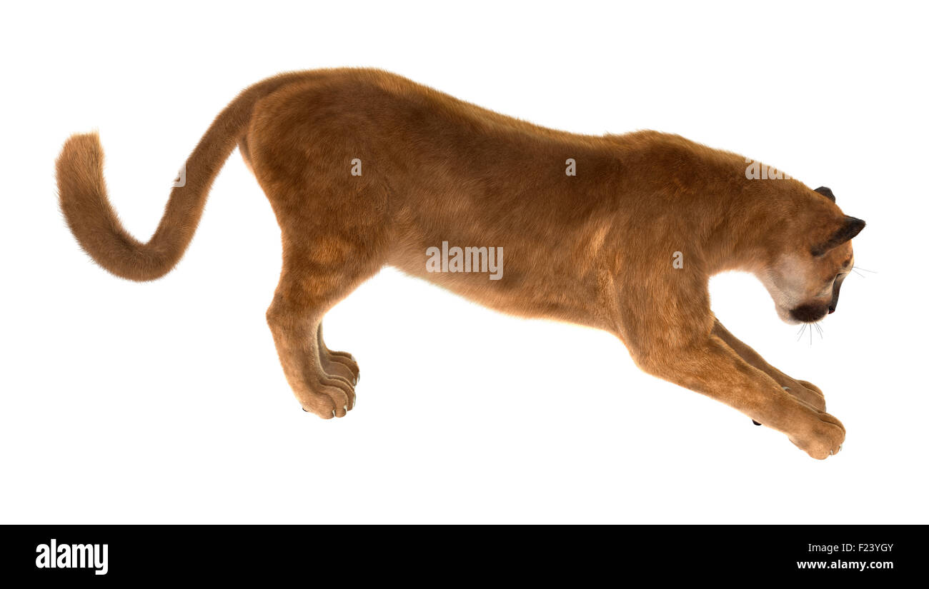 3D digital render of a big cat puma stretching isolated on white ...