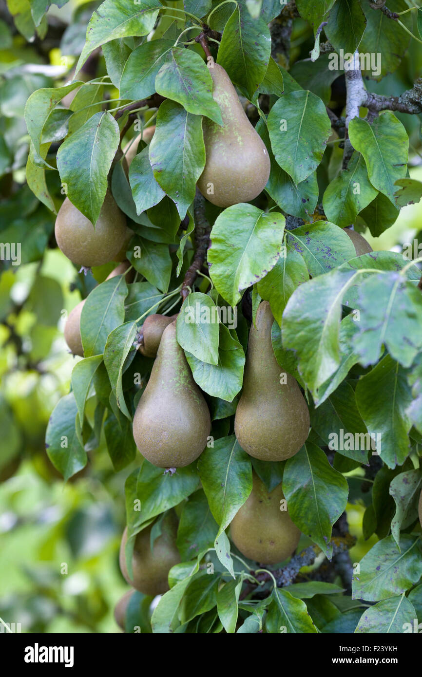 Pear tree pomaceous fruits orchard hi-res stock photography and images ...