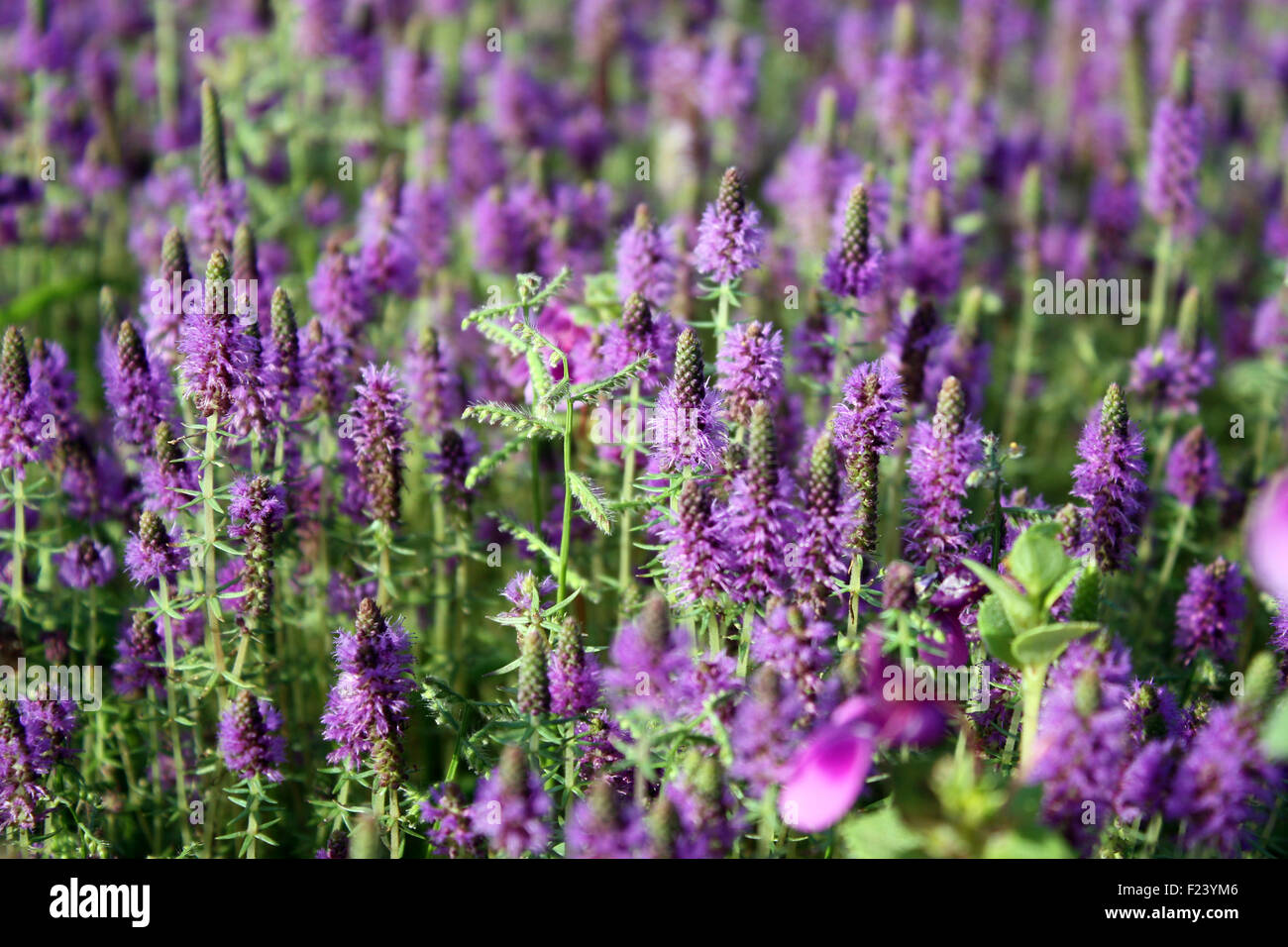 A beautiful background of exotic lavender flowers from the Indian ...