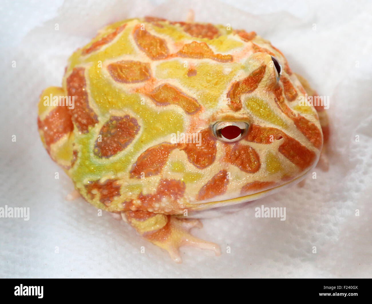 Apricot Pacman Frog