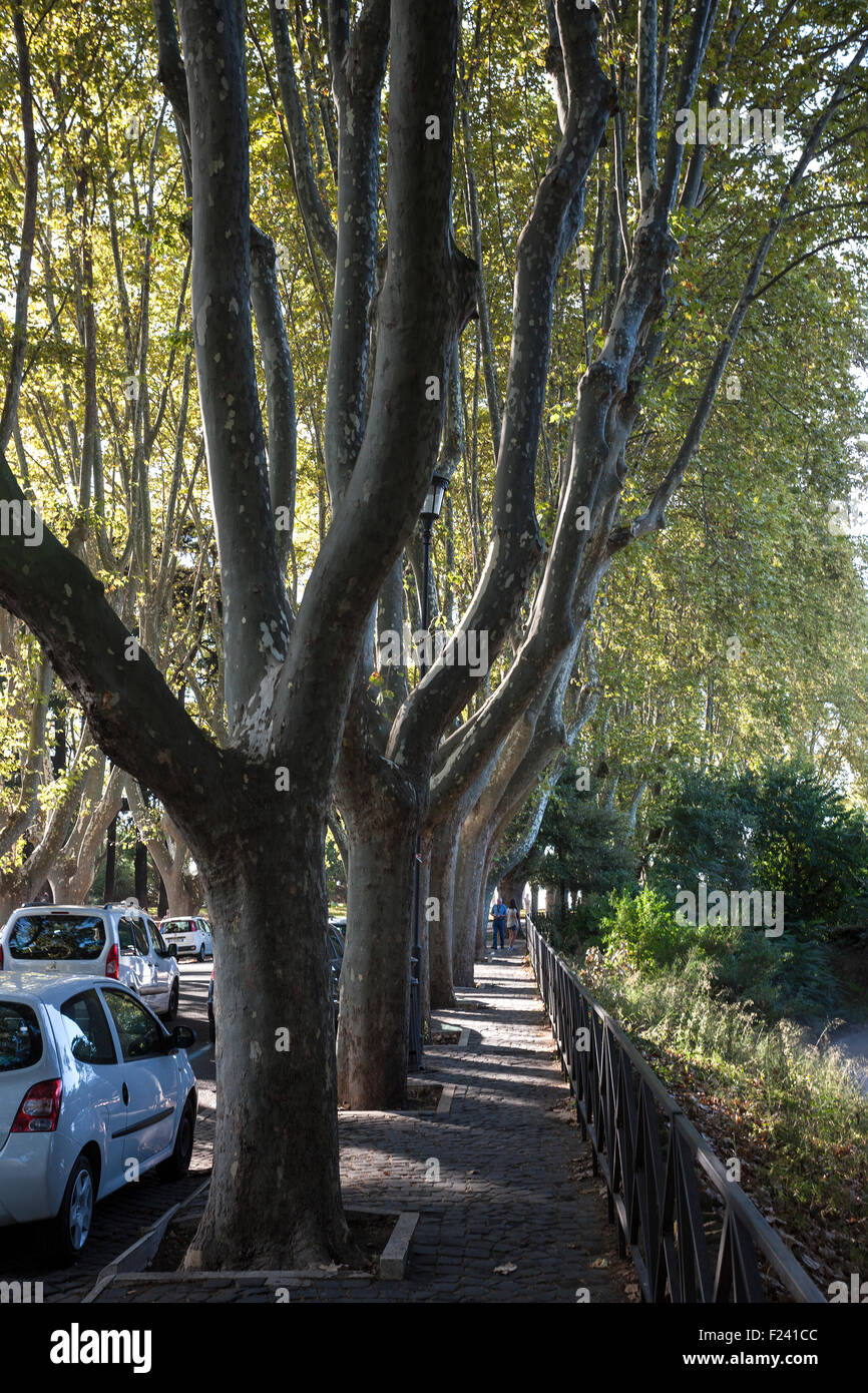 A tree lined avenue in Rome Stock Photo - Alamy