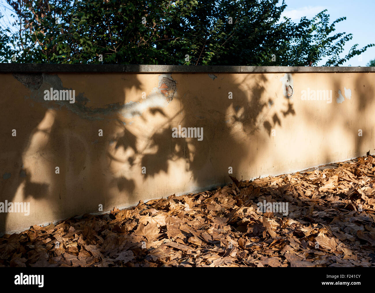 Leaf shadows hi-res stock photography and images - Alamy