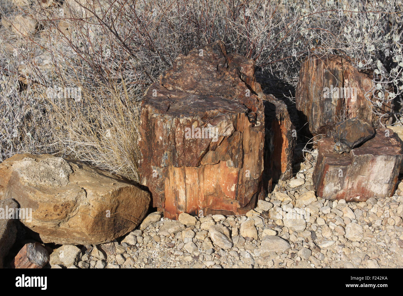 Fossilized forest hi-res stock photography and images - Alamy