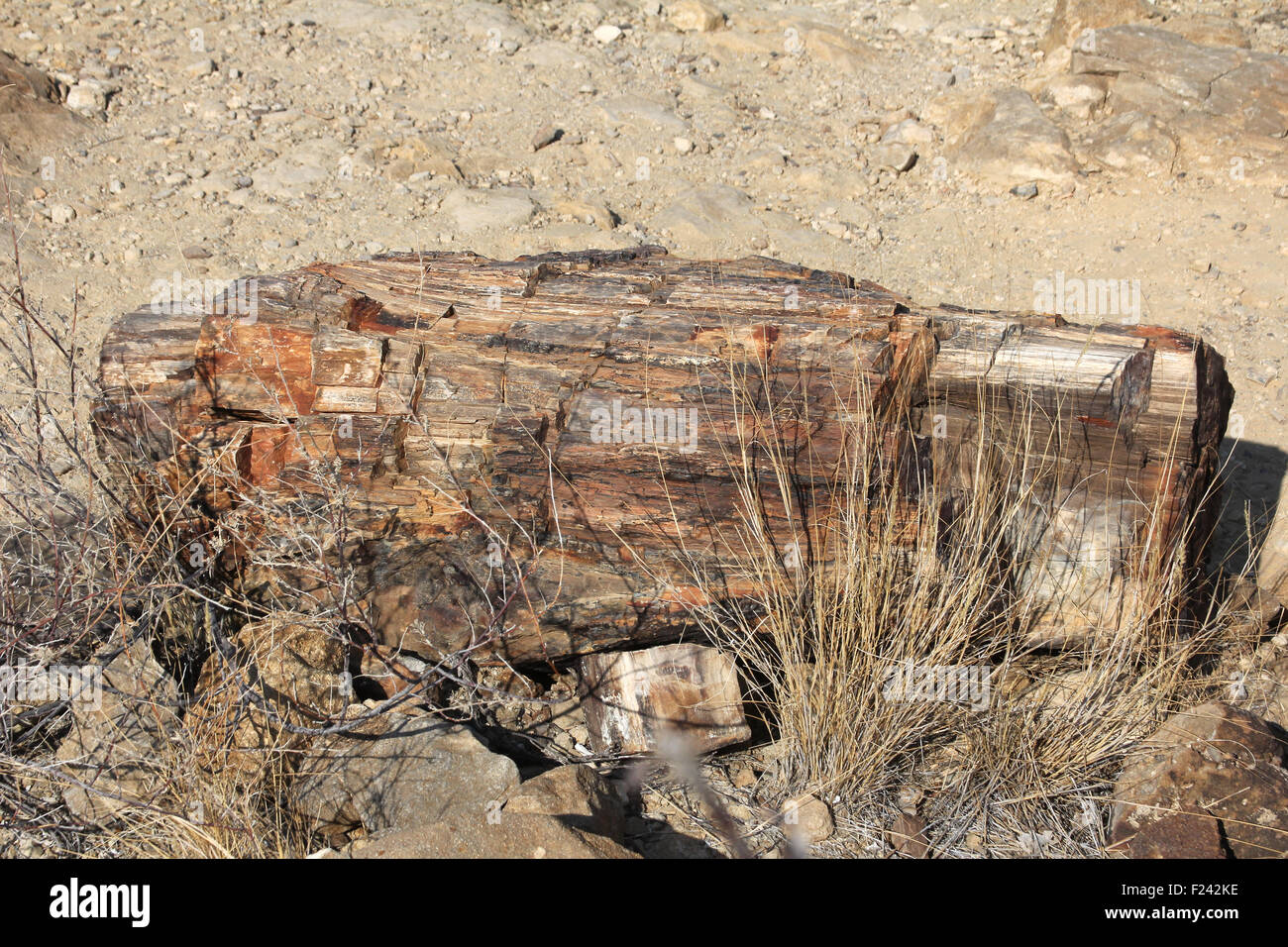 Pieces of a fossilized tree found in the Namib desert Namibia Stock ...