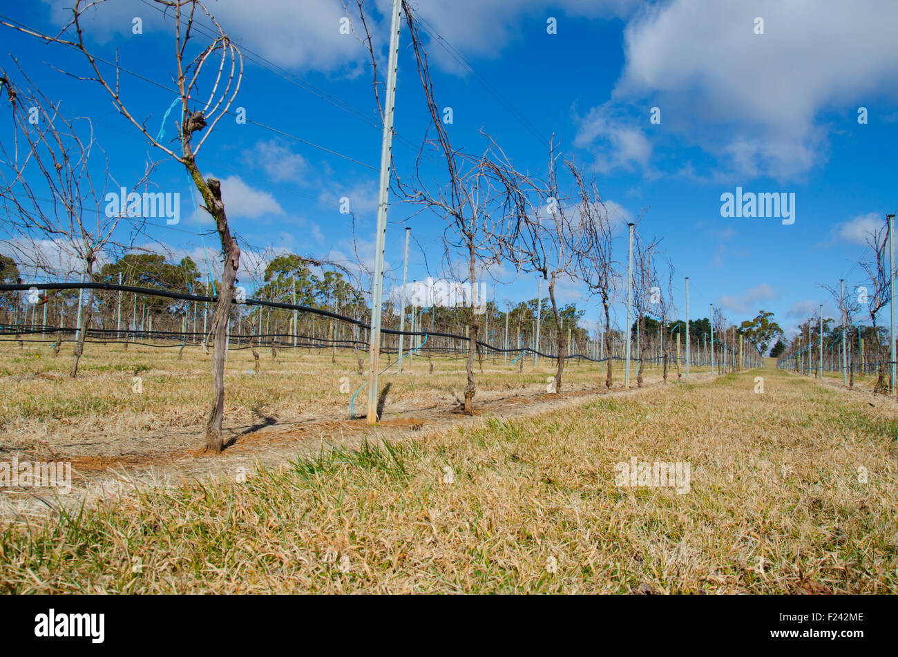 Pinot grigio grape hi-res stock photography and images - Alamy