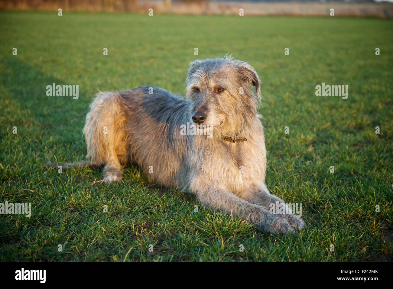 Lurcher sitting in the grass Stock Photo - Alamy