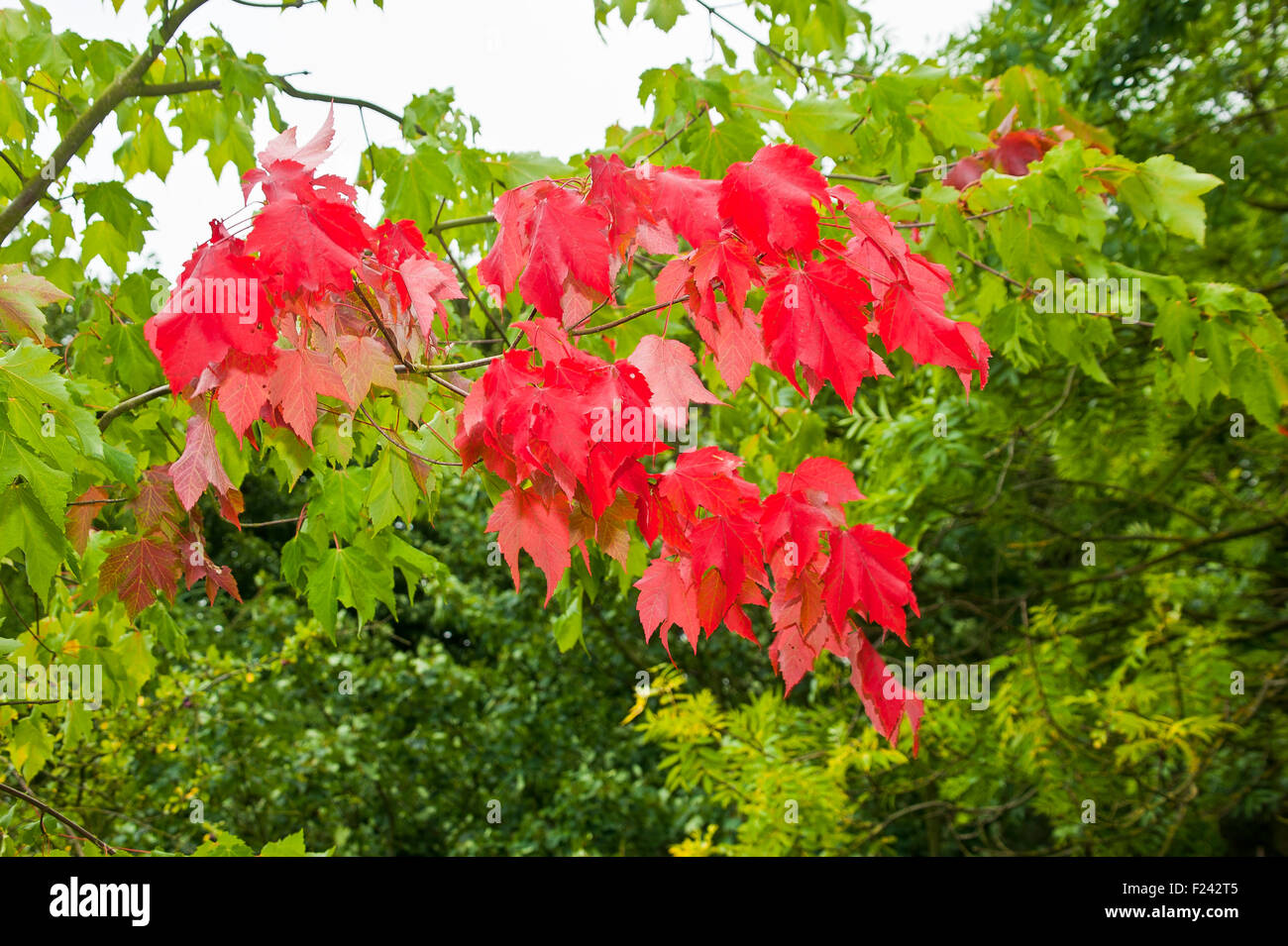 English maple hi-res stock photography and images - Alamy