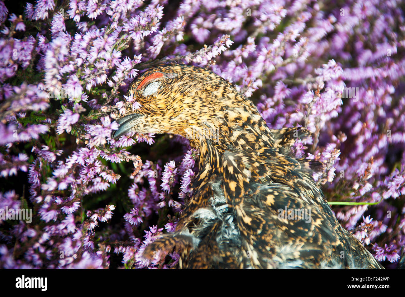 dead Grouse bird, lagopus, on purple heather, lyng, on north Yorkshire ...
