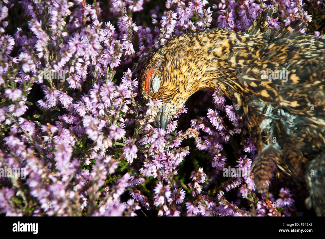 dead Grouse bird, lagopus, on purple heather, lyng, on north Yorkshire ...