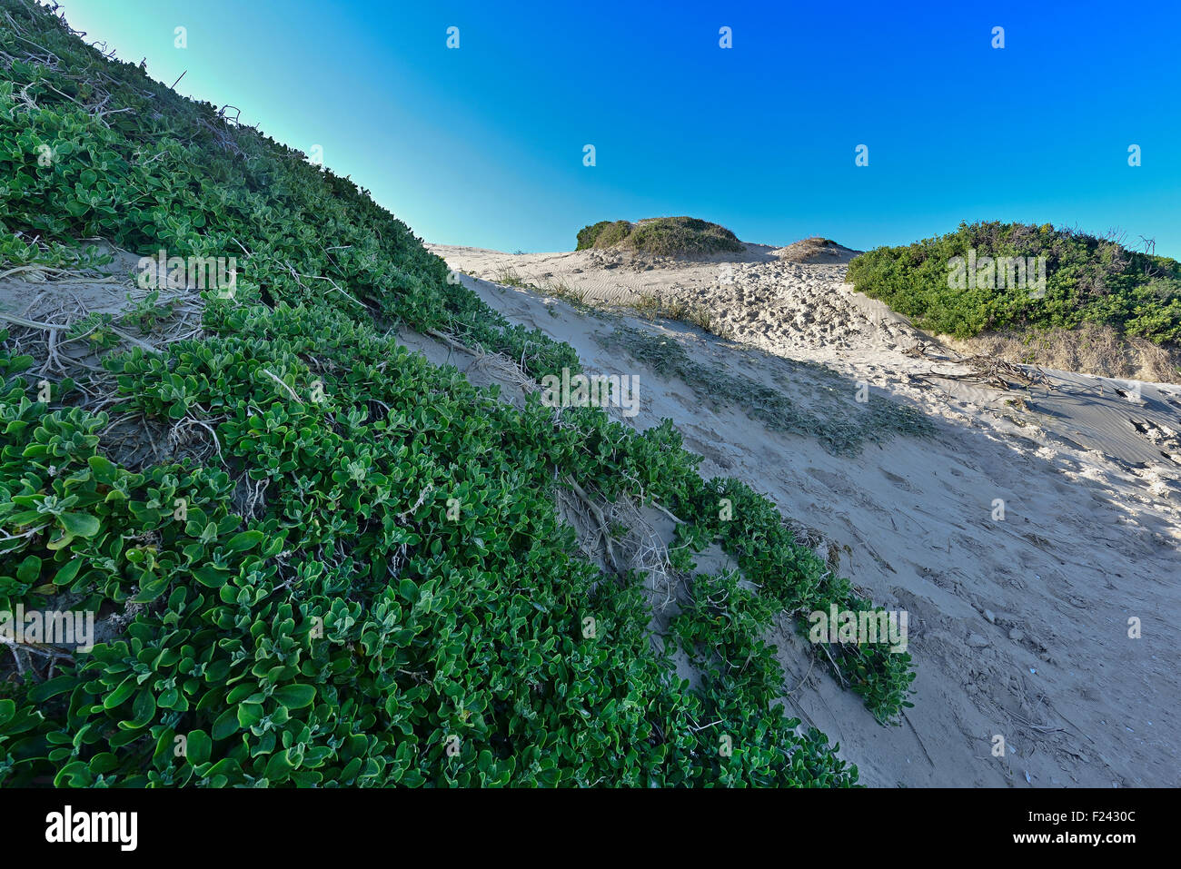 South Africa, De Hoop Nature Reserve, the coastal environment Stock ...