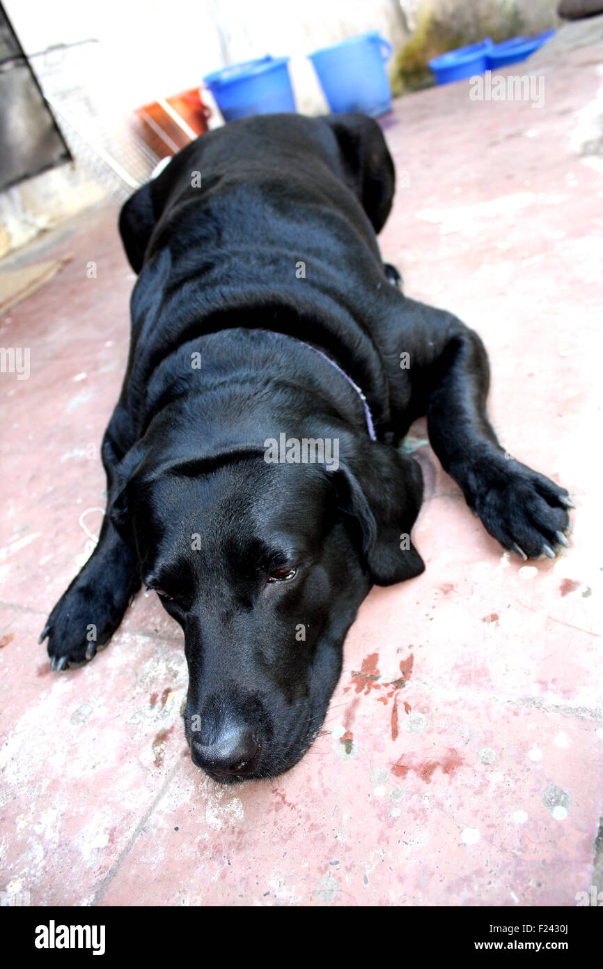 A sick black labrador dog on the floor Stock Photo - Alamy