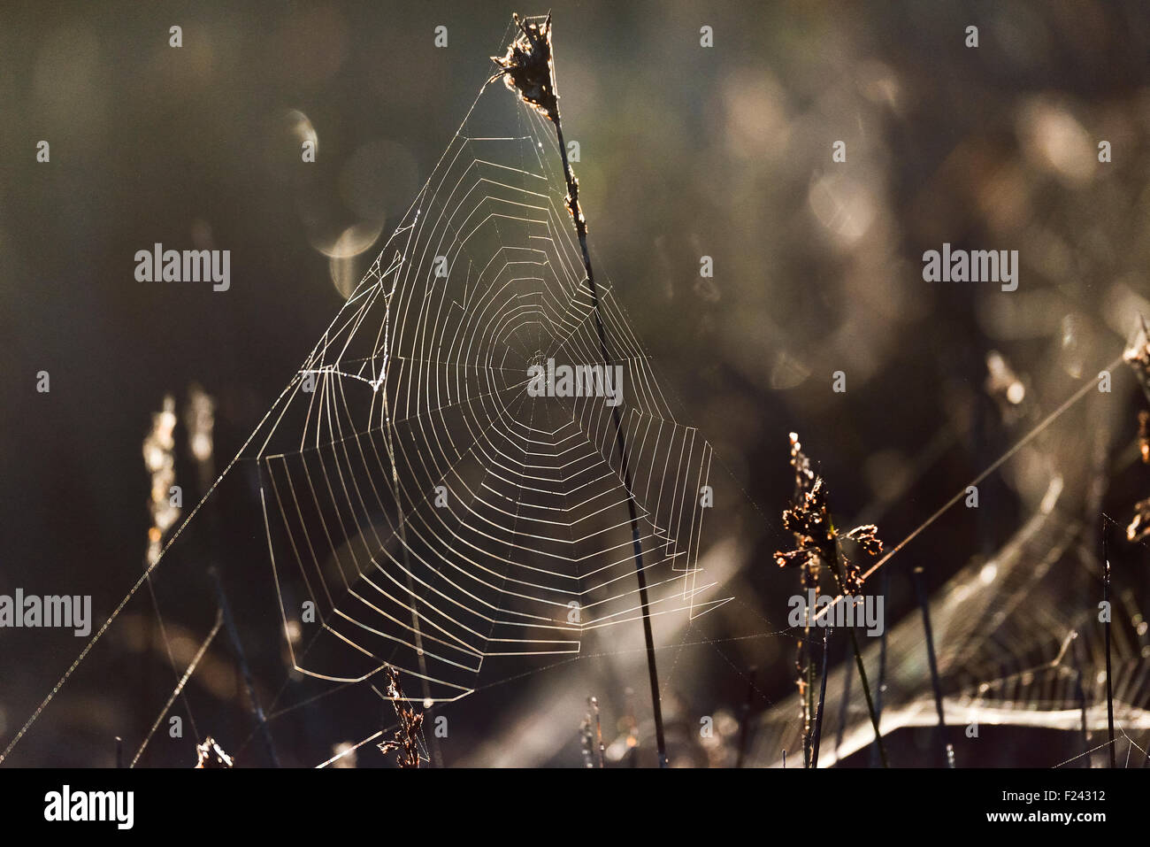 Spiders of south africa hi-res stock photography and images - Alamy