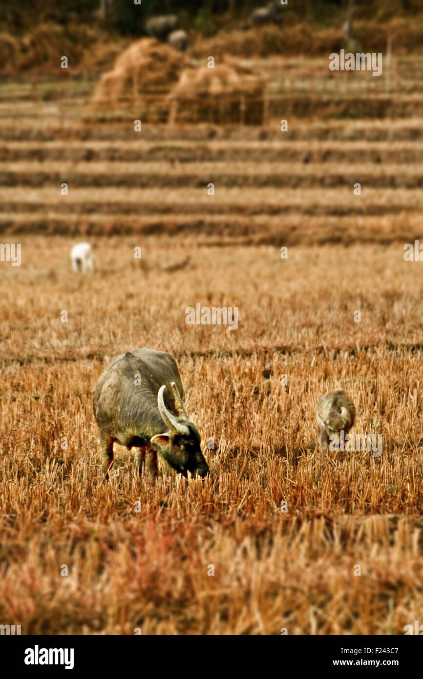Standing buffalo hi-res stock photography and images - Alamy