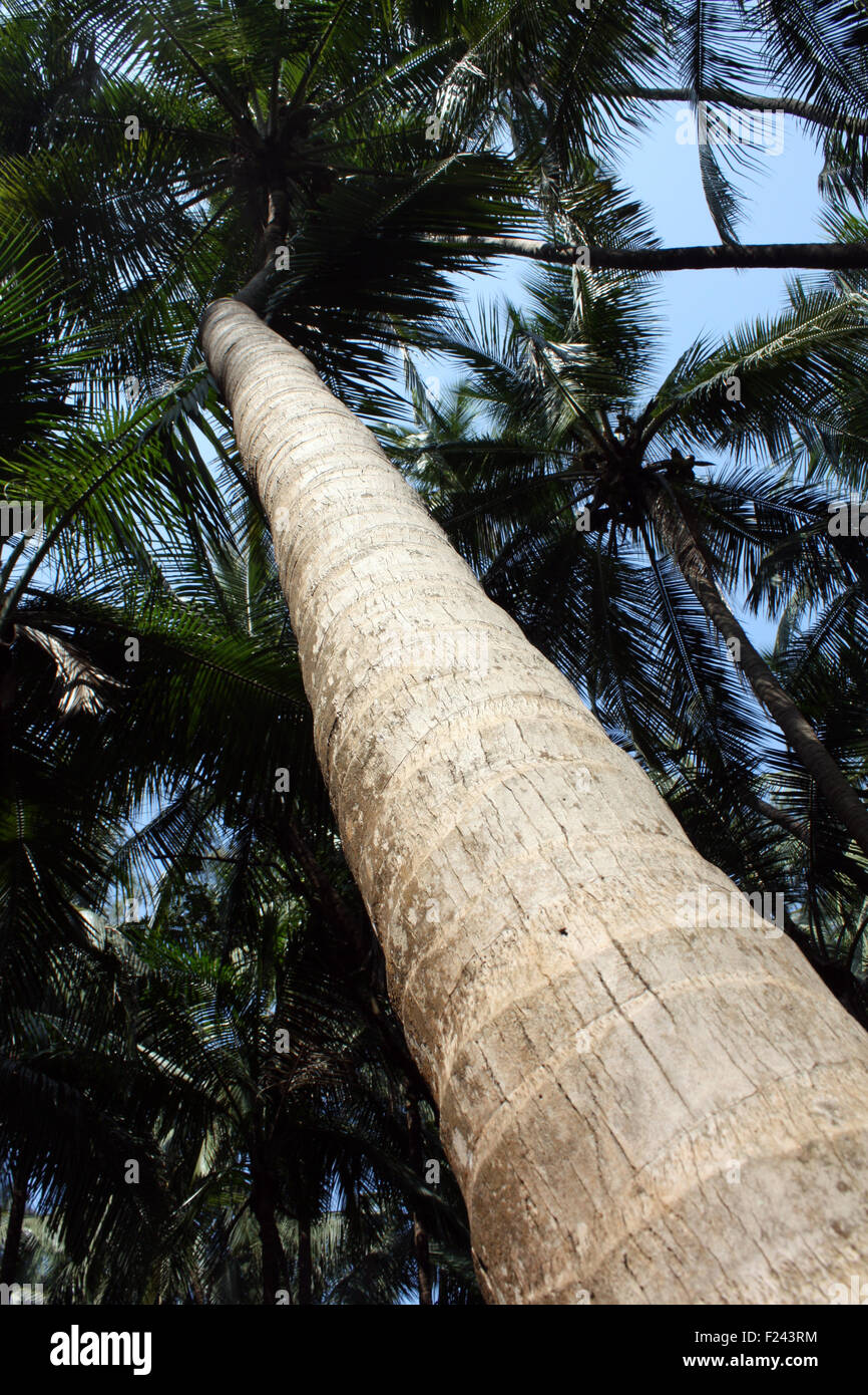 Tall coconut trees in the Indian tropics Stock Photo - Alamy