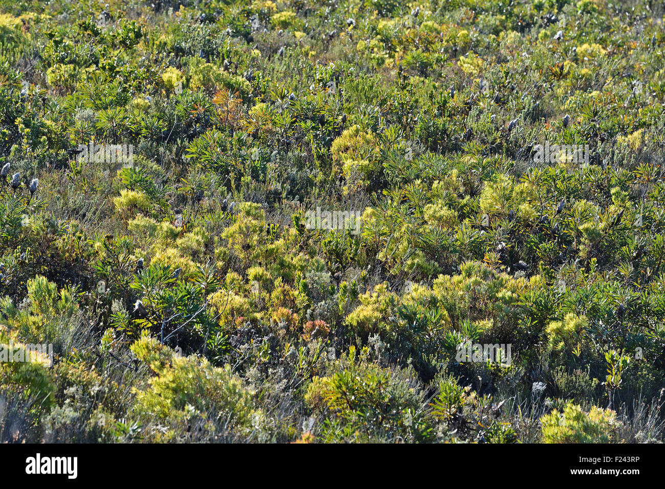 South Africa, Hermanus, low vegetation Stock Photo - Alamy