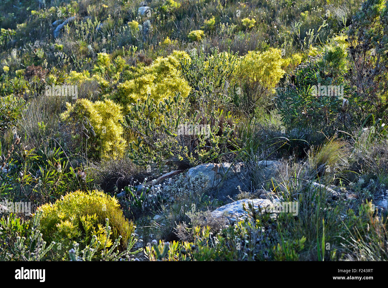 Vegetation South Africa