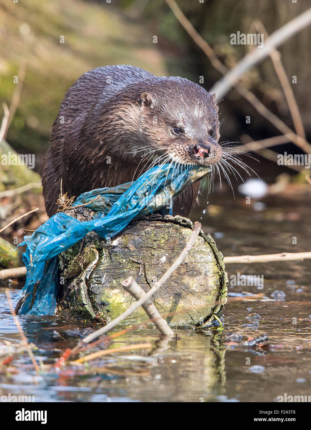 River otter on log hi-res stock photography and images - Alamy