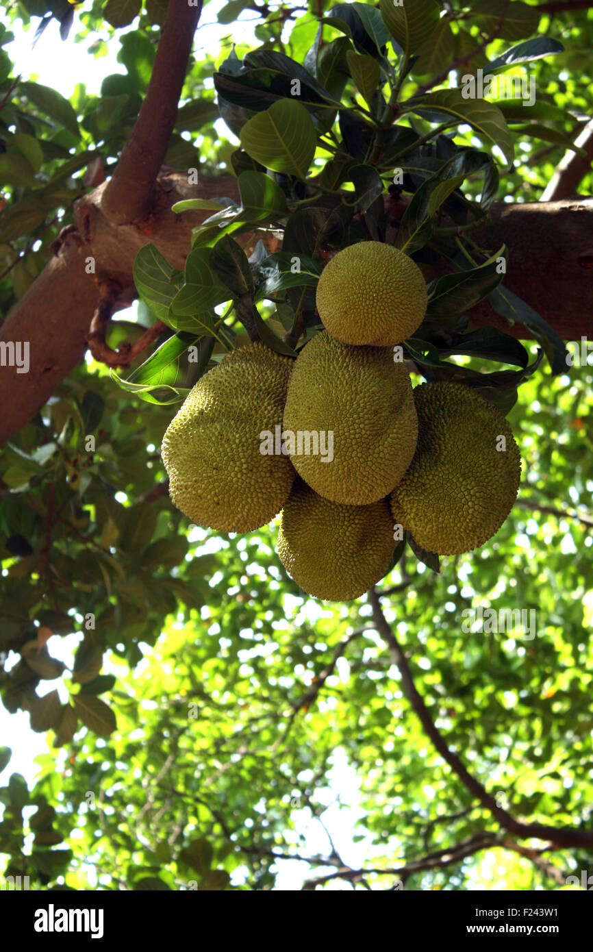 A bunch of jackfruits in a tree, in the Indian tropical forest Stock ...