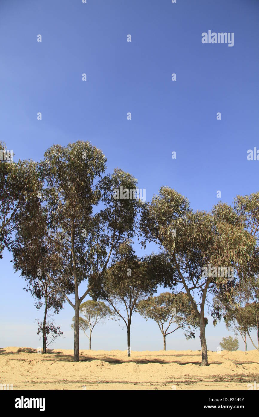 Israel, Shephelah, Eucalyptus trees in Dudaim forest Stock Photo - Alamy