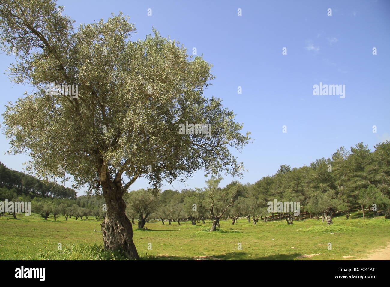 Israel, Upper Galilee, Olive grove in Achihood forest Stock Photo - Alamy