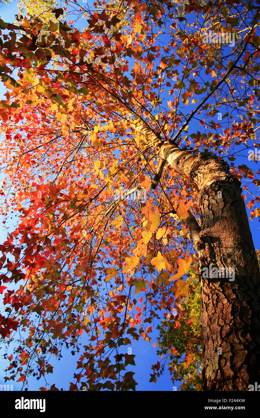 Many maple trees with the blue of the sky Stock Photo - Alamy