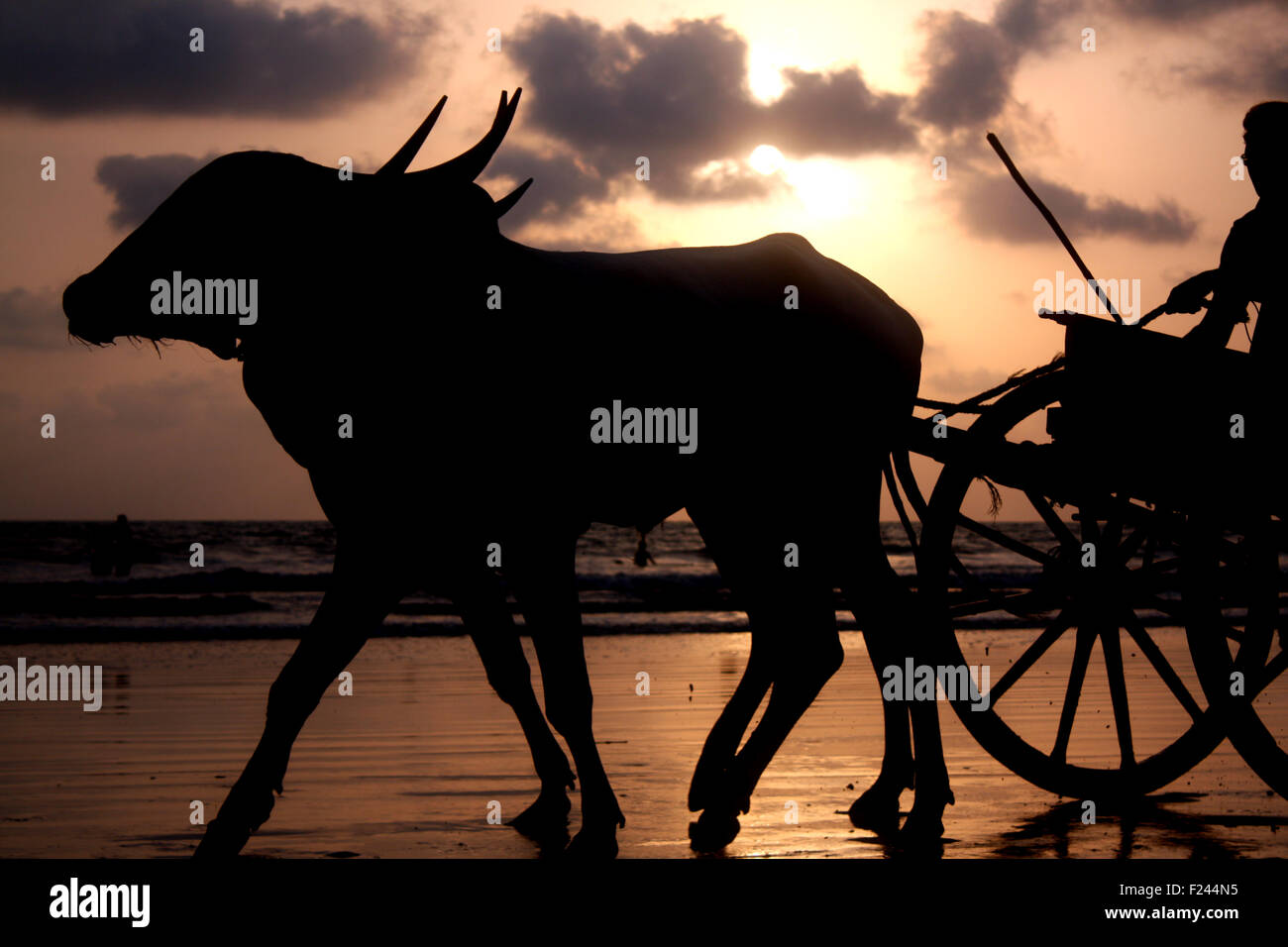 Bullocks pulling cart hi-res stock photography and images - Alamy
