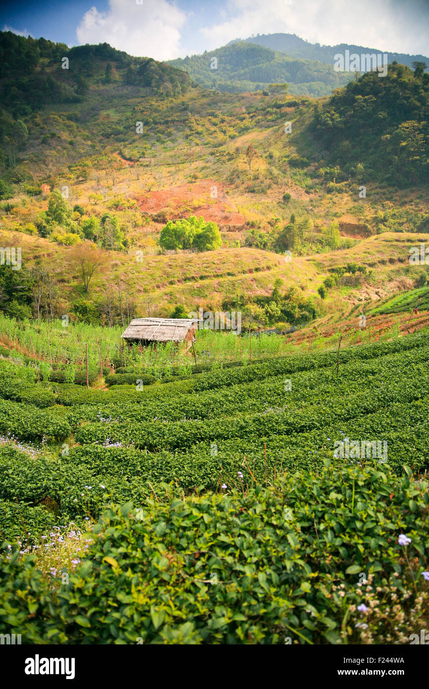 Tea plantation in the mountains of northern Thailand Stock Photo - Alamy
