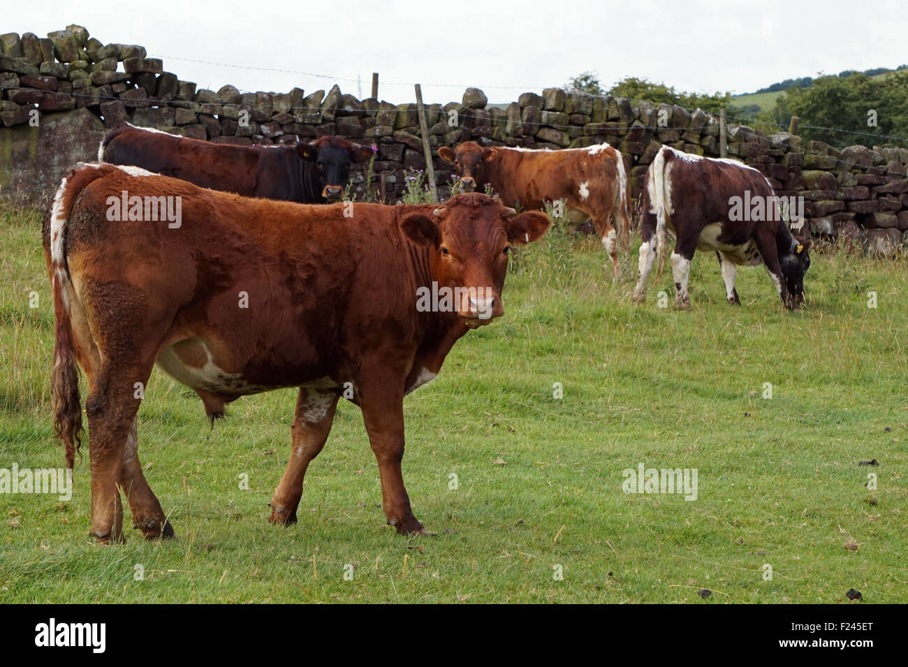 Cows uk wall hi-res stock photography and images - Alamy