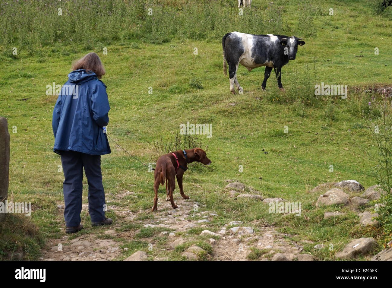 Walking dog cow hi-res stock photography and images - Alamy