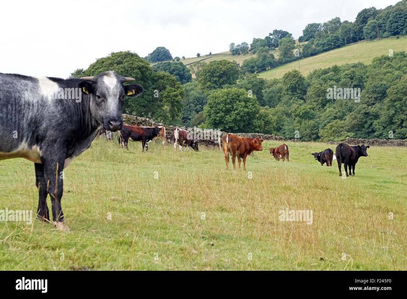 Beef cattle england hi-res stock photography and images - Alamy