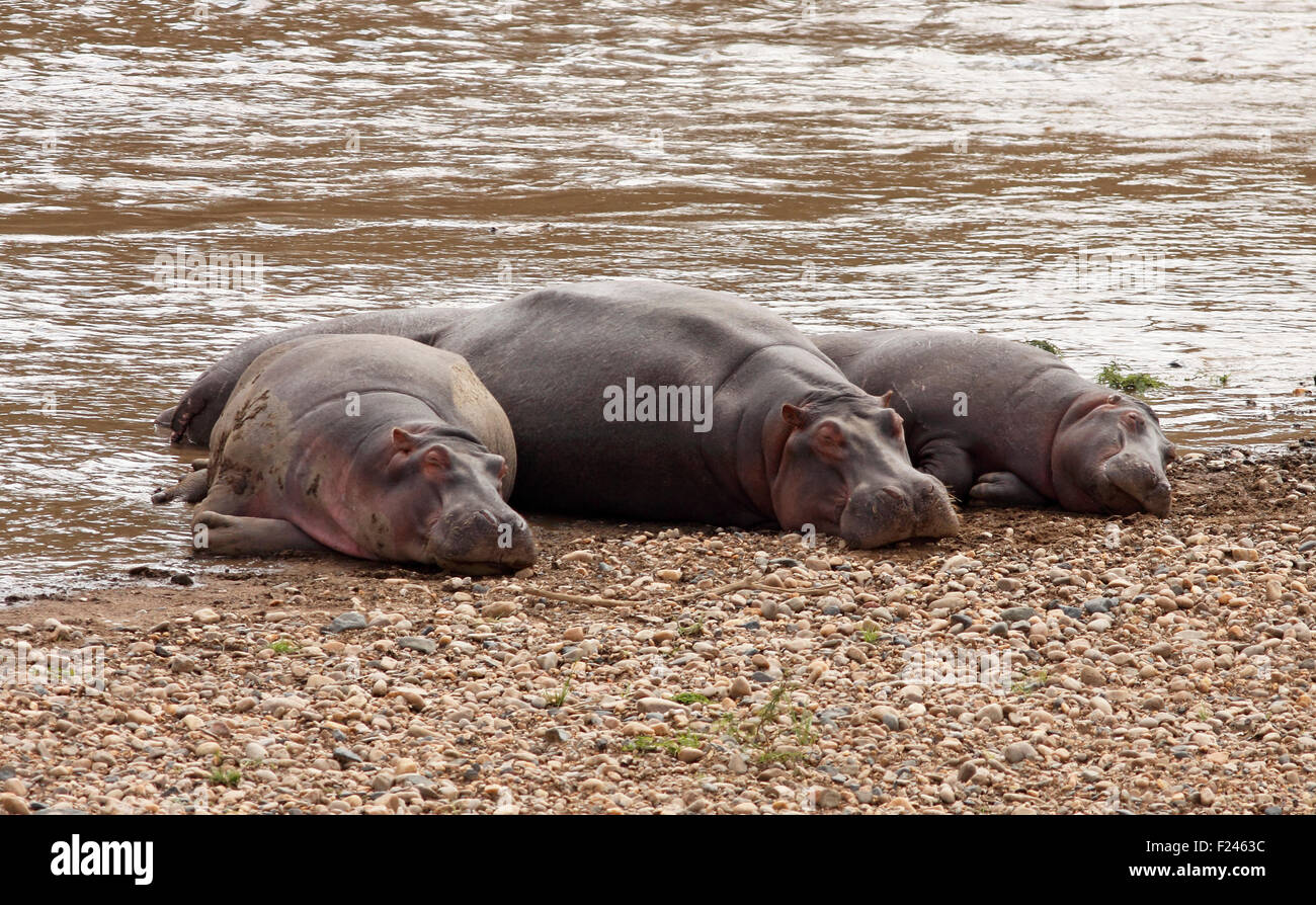 Hippos mara river hi-res stock photography and images - Alamy